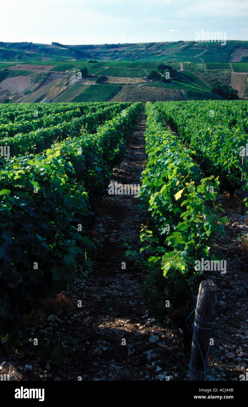 Sancerre france wine hi-res stock photography and images - Alamy