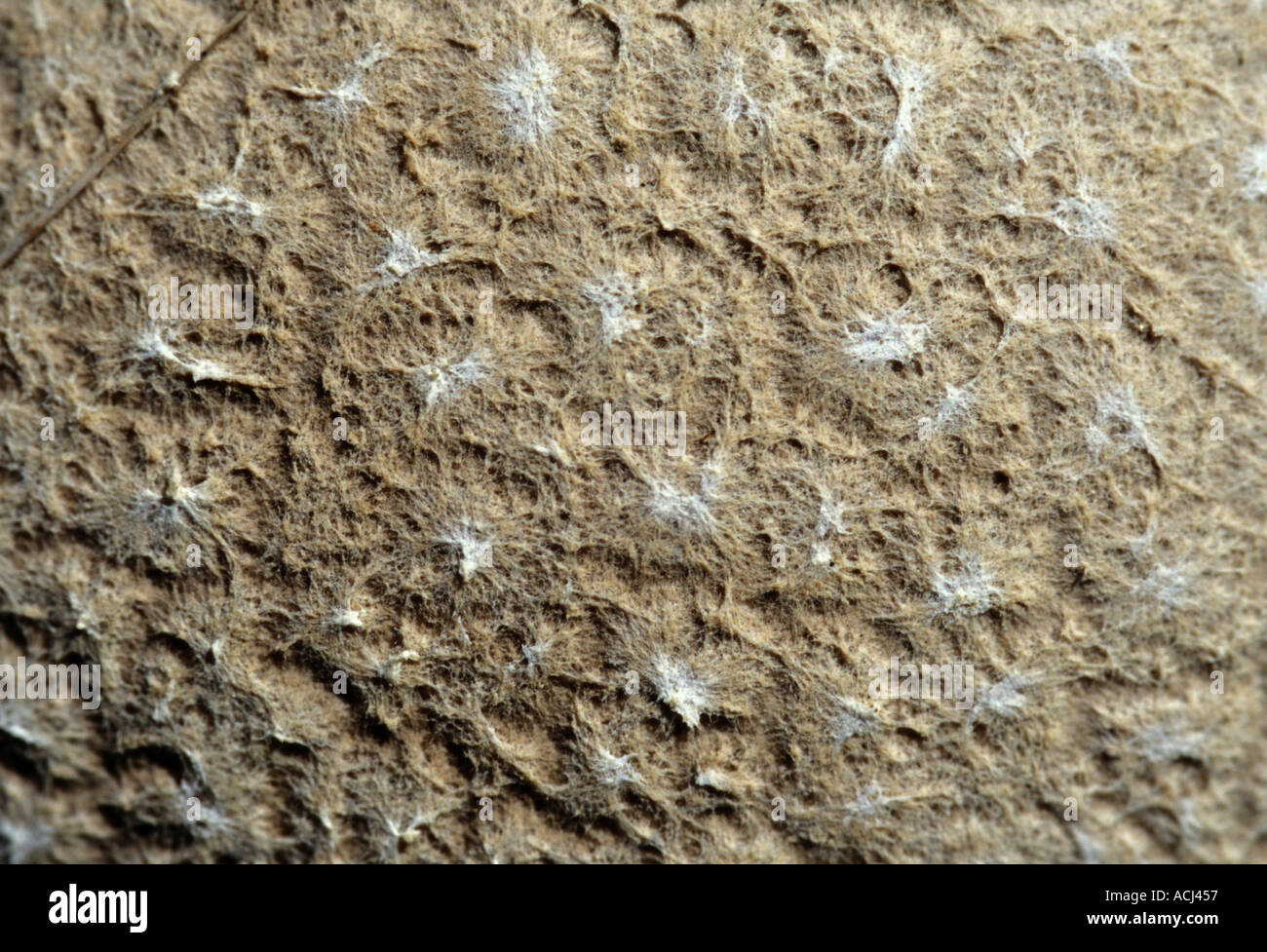 Grey Fungus Surface Stock Photo - Alamy