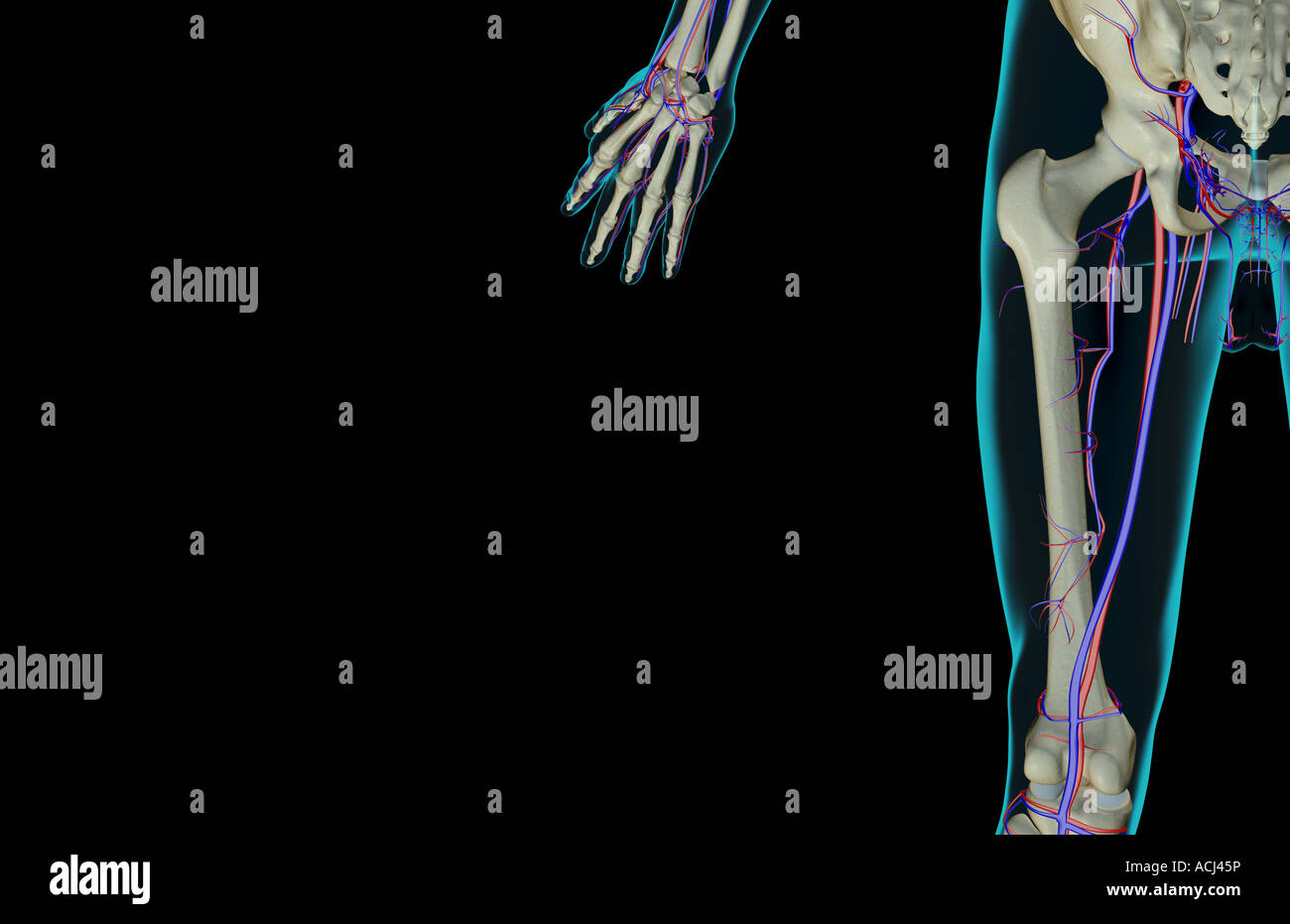 The blood supply of the thigh Stock Photo - Alamy