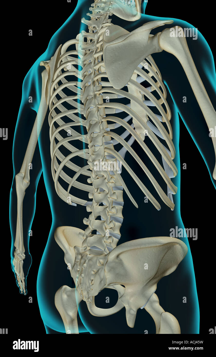 Bones of trunk anatomy hi-res stock photography and images - Alamy