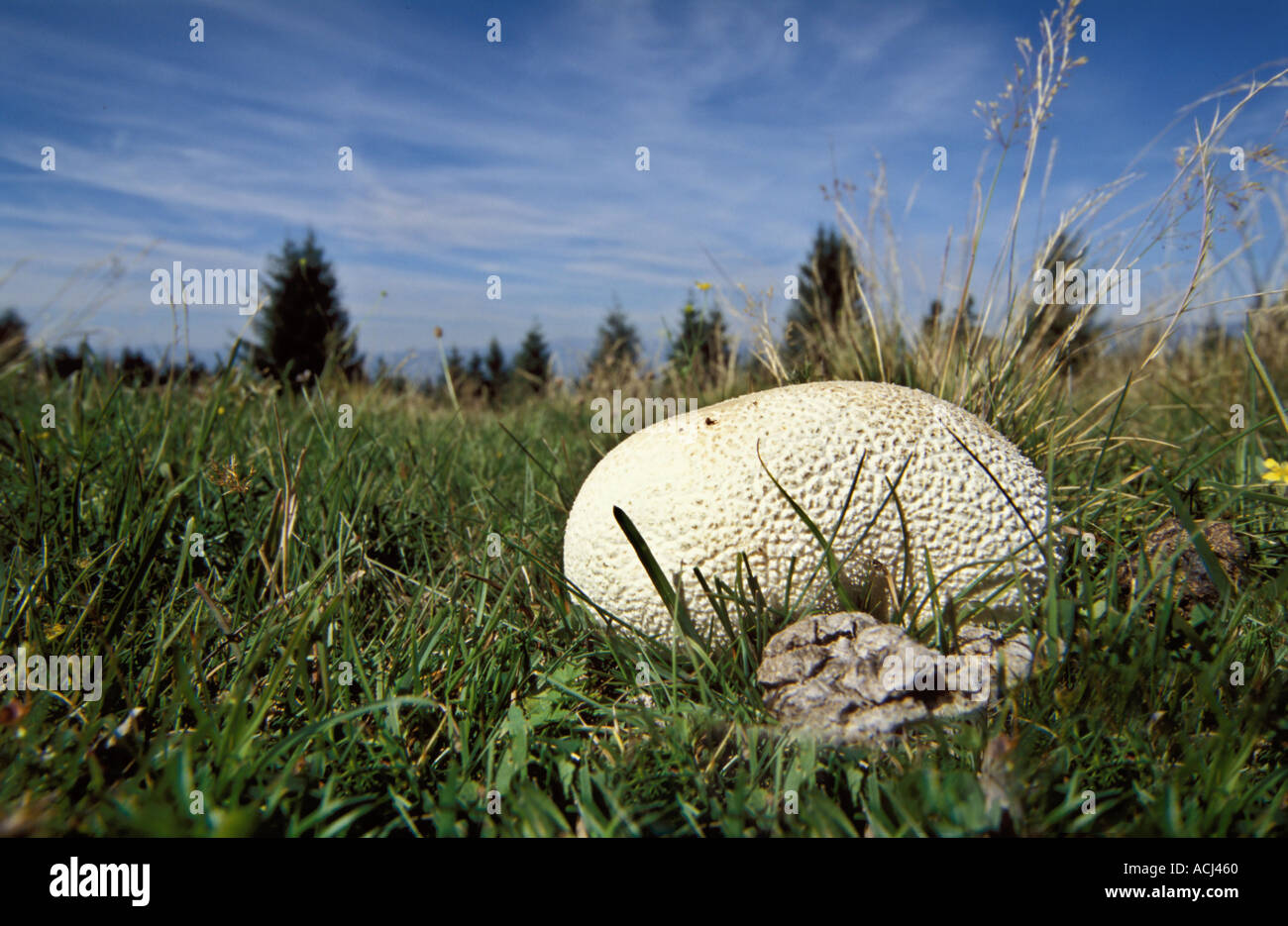 Puffball mushroom on grass hi-res stock photography and images - Alamy