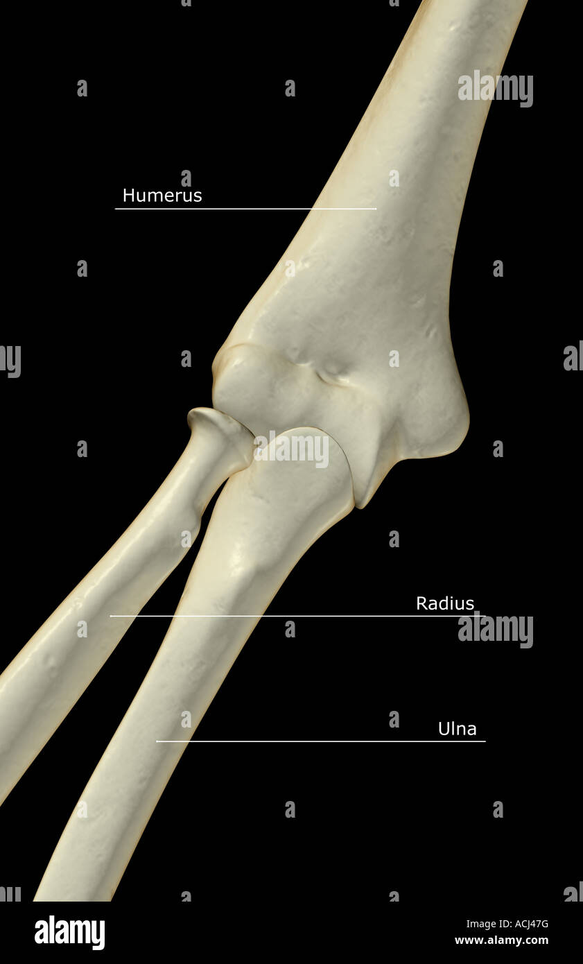 Medial Epicondyle High Resolution Stock Photography and Images - Alamy