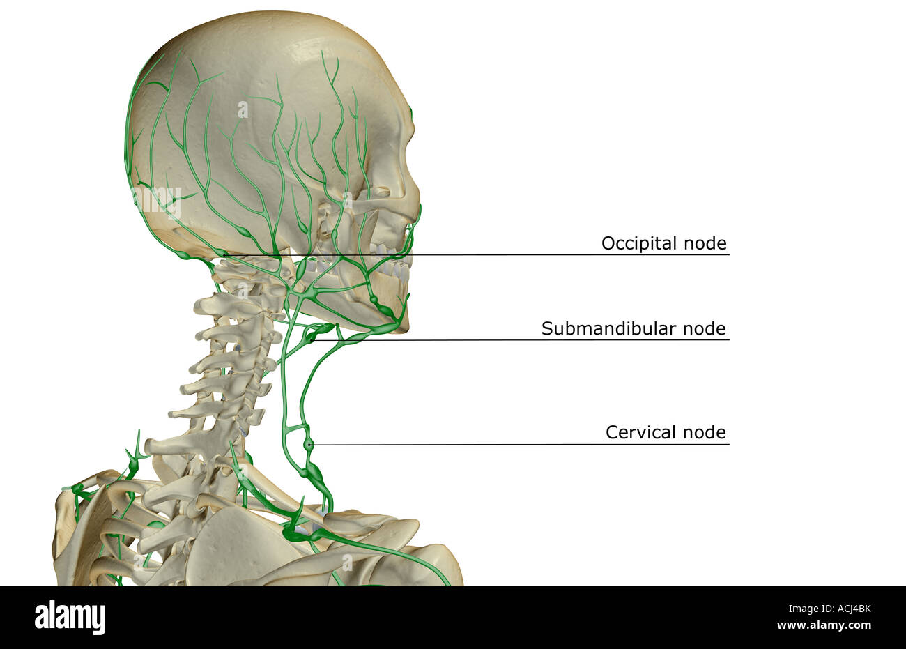 The lymph supply of the head and neck Stock Photo - Alamy