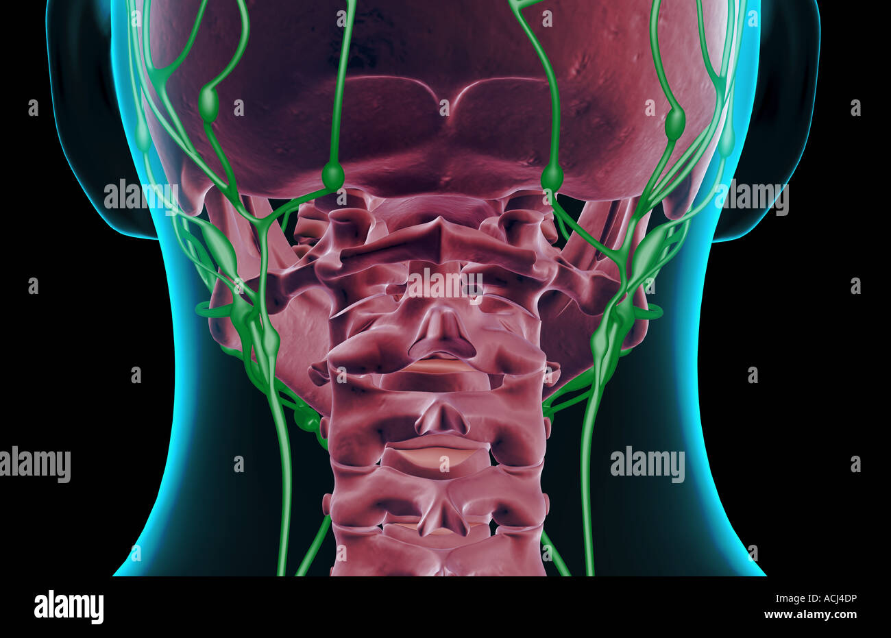 Lymph nodes of the back and neck hi-res stock photography and images ...