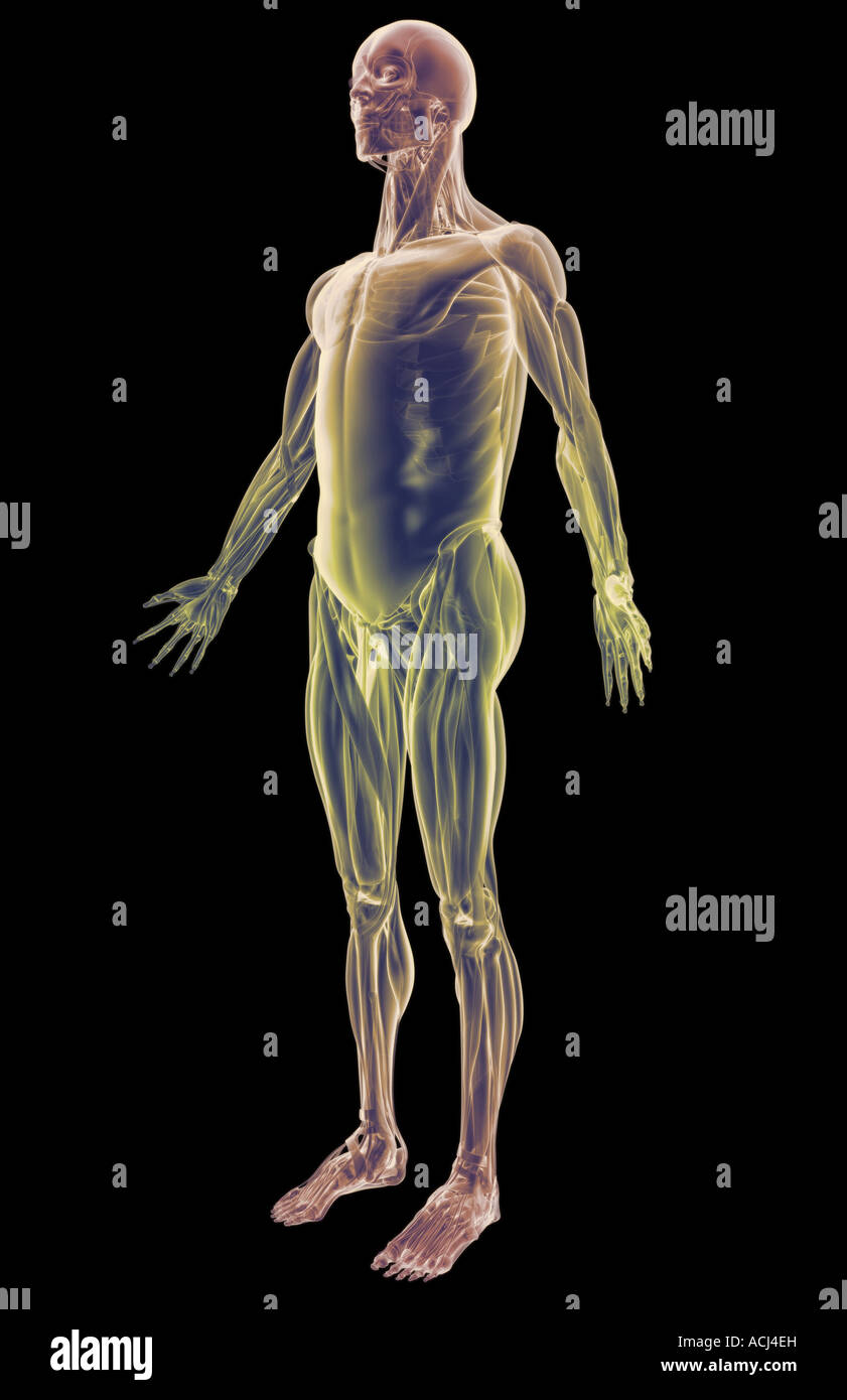 Anterior view of human muscular system hi-res stock photography and ...