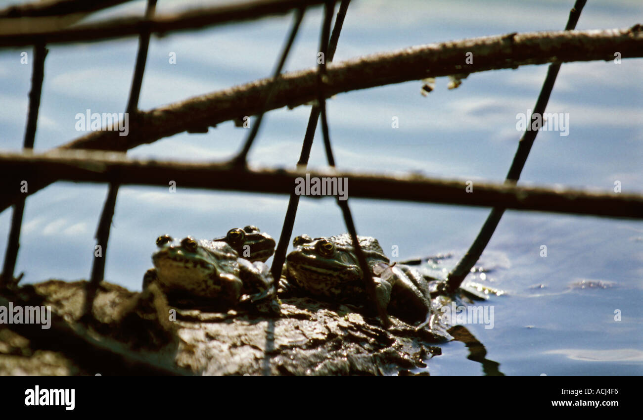 Three frogs branch hi-res stock photography and images - Alamy