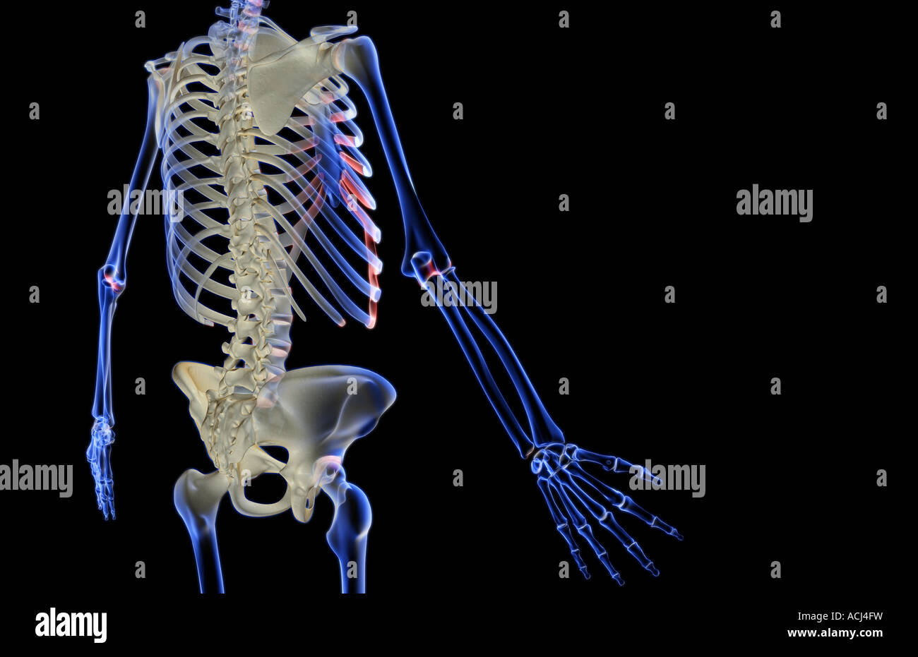 The bones of the trunk Stock Photo - Alamy