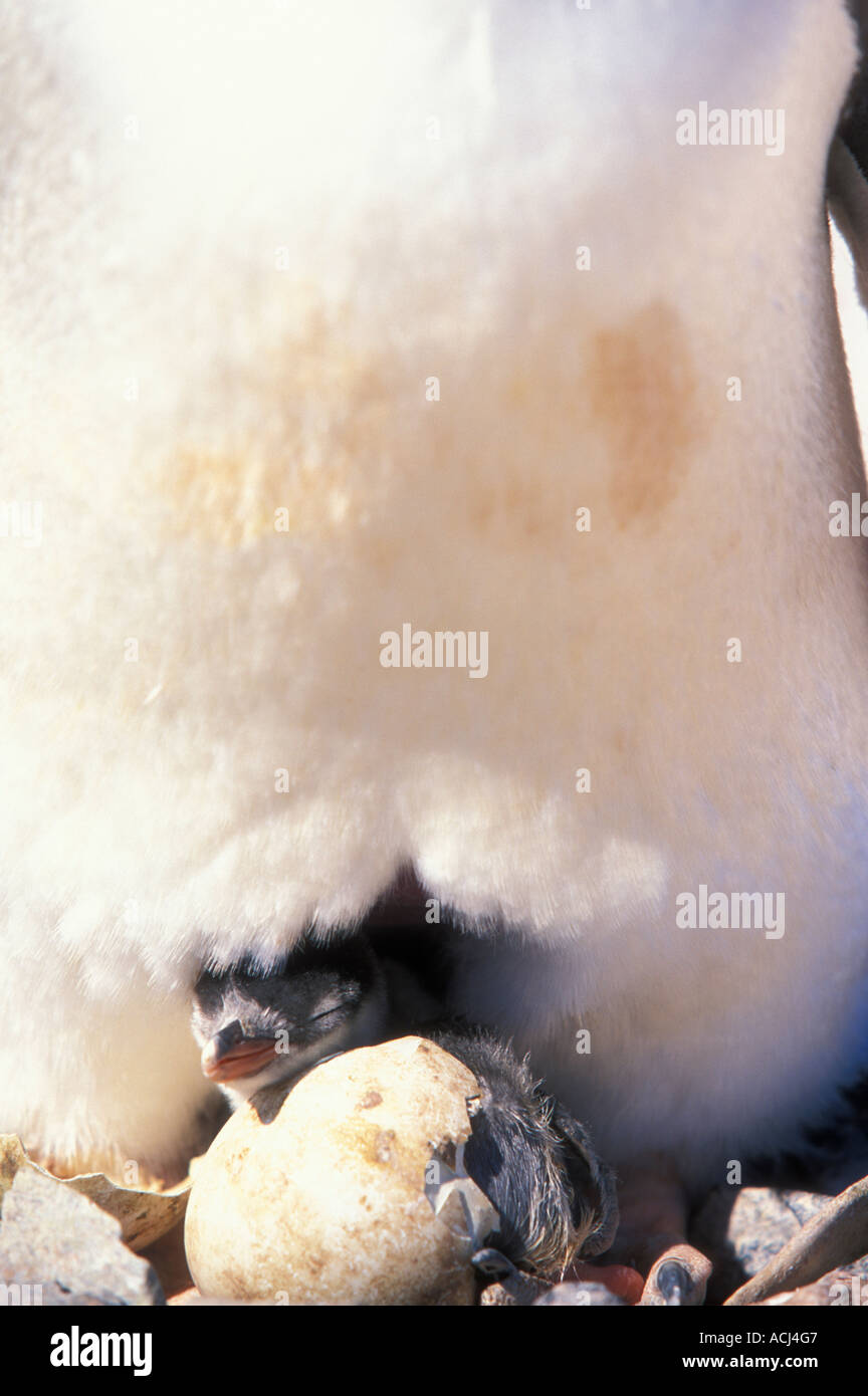 Penguin Egg Hatching High Resolution Stock Photography and Images - Alamy