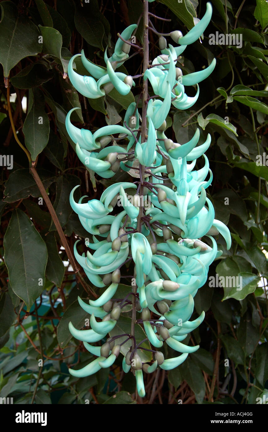 Philippines strongylodon macrobotrys hi-res stock photography and ...