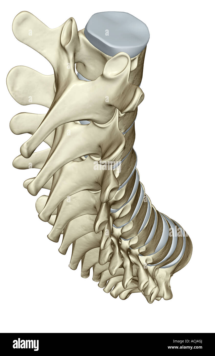 The vertebral column Stock Photo - Alamy