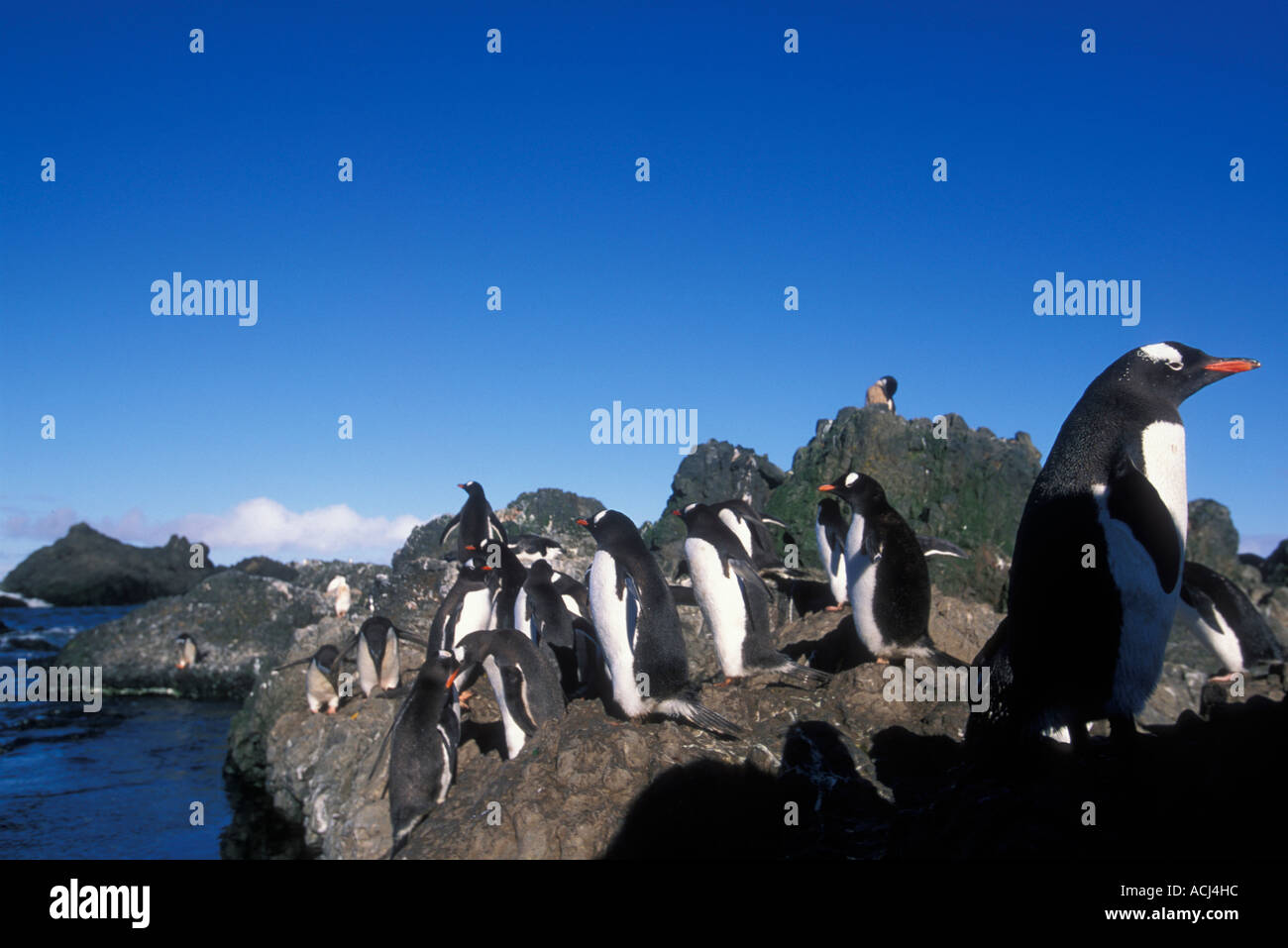 Antarctica Livingston Island Hannah Point Gentoo penguins Pygoscelis ... Antarctica Livingston Island Hannah Point Gentoo penguins Pygoscelis ...