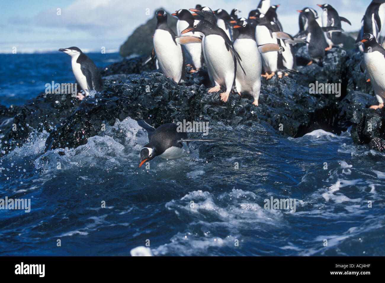 Antarctica Livingston Island Hannah Point Gentoo penguin Pygoscelis ... Antarctica Livingston Island Hannah Point Gentoo penguin Pygoscelis ...
