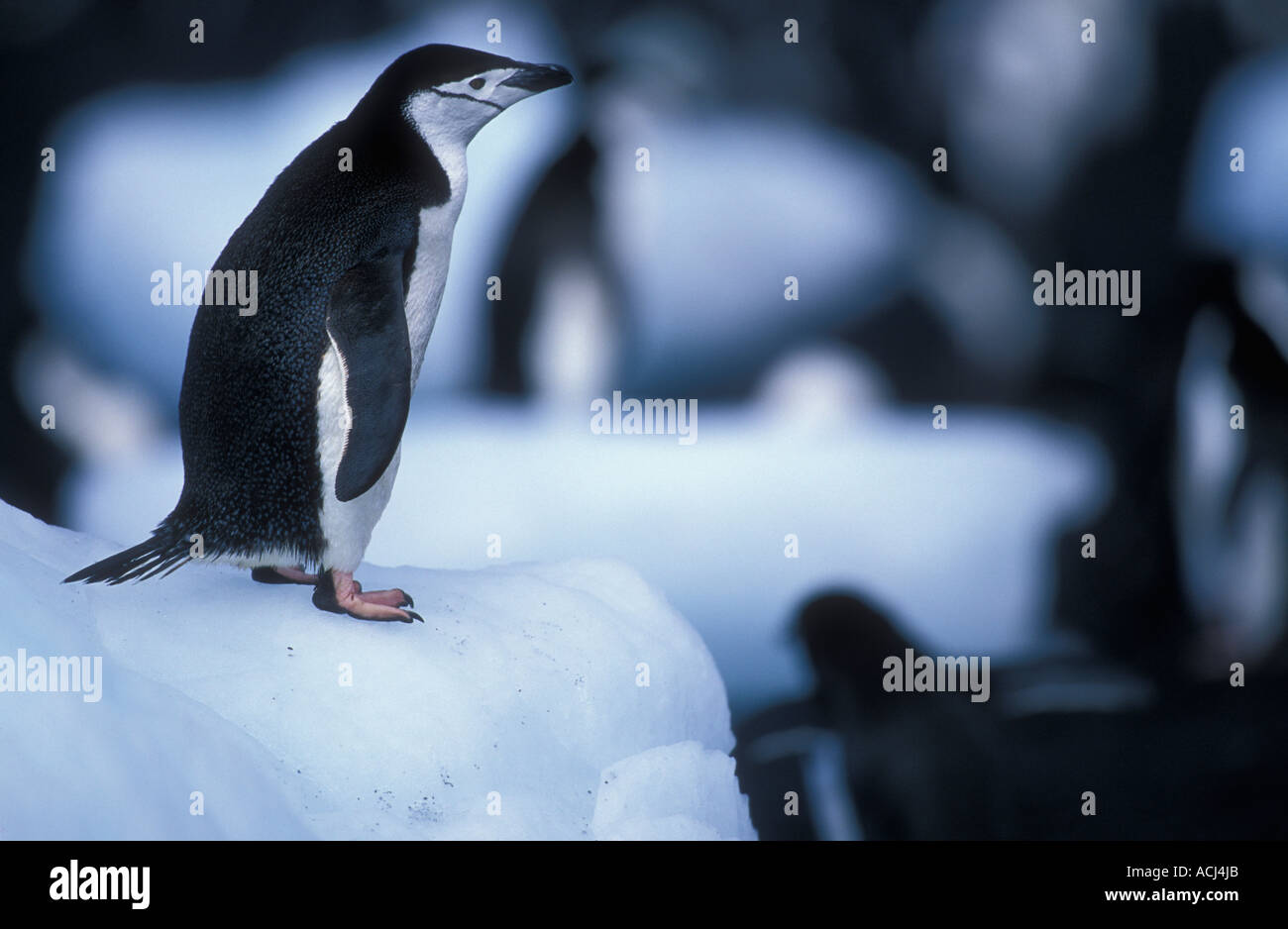 Antarctica Deception Island Chinstrap penguin Pygoscelis antarctica ...