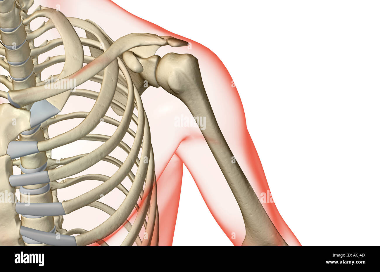 Bones In Your Shoulder