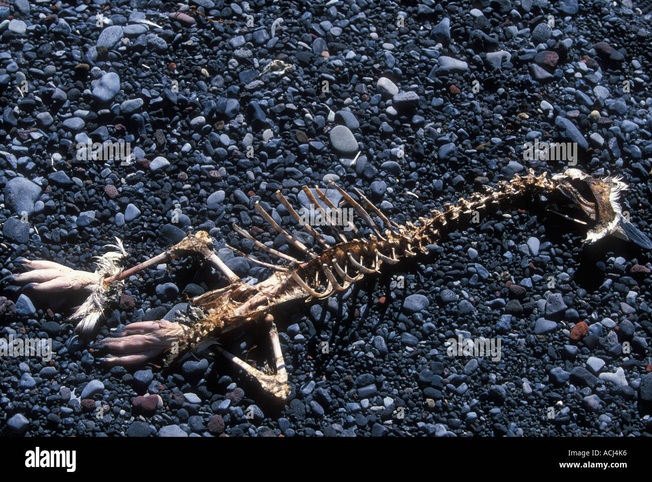 Penguin skeleton hi-res stock photography and images - Alamy