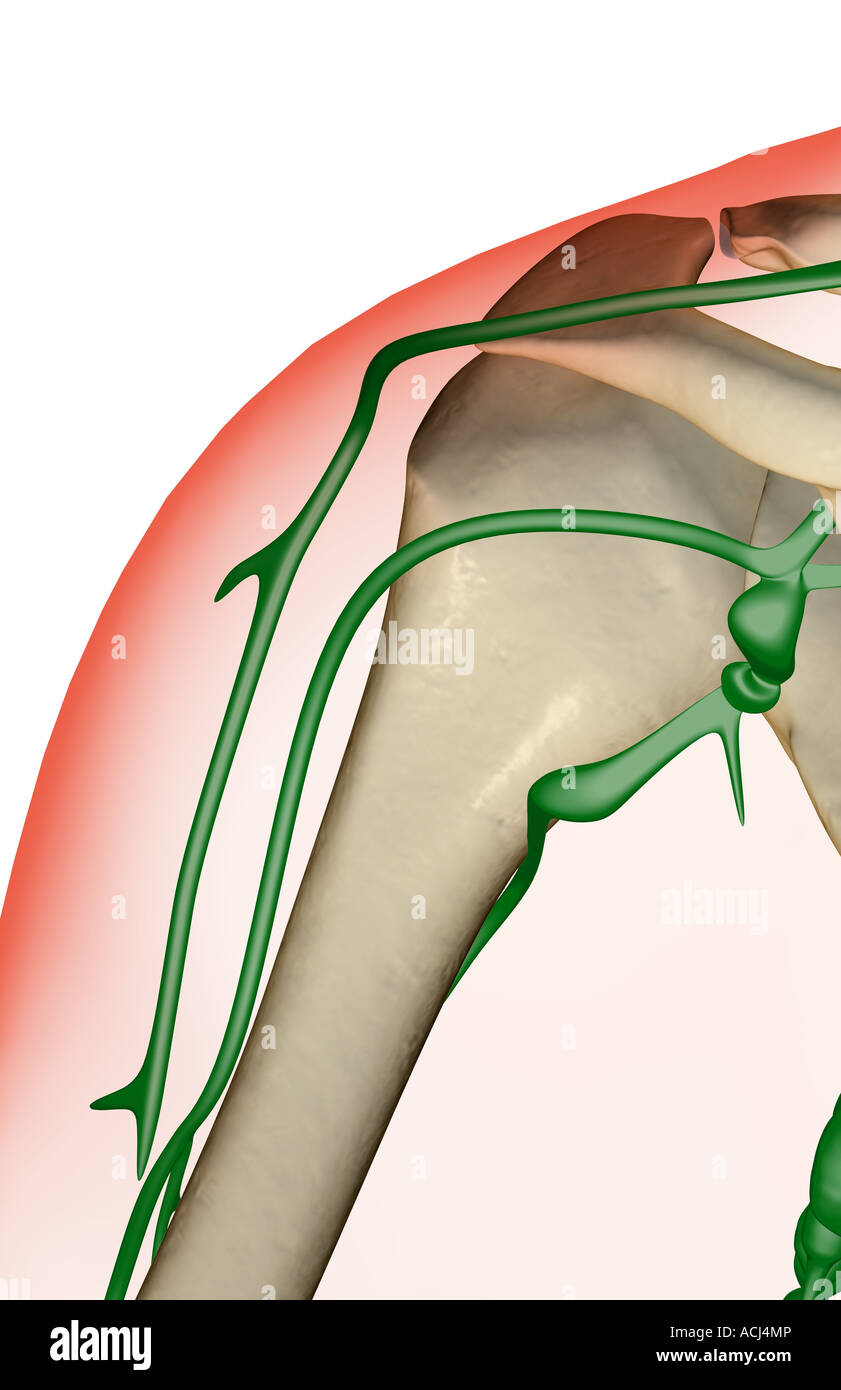 The lymph supply of the shoulder Stock Photo - Alamy