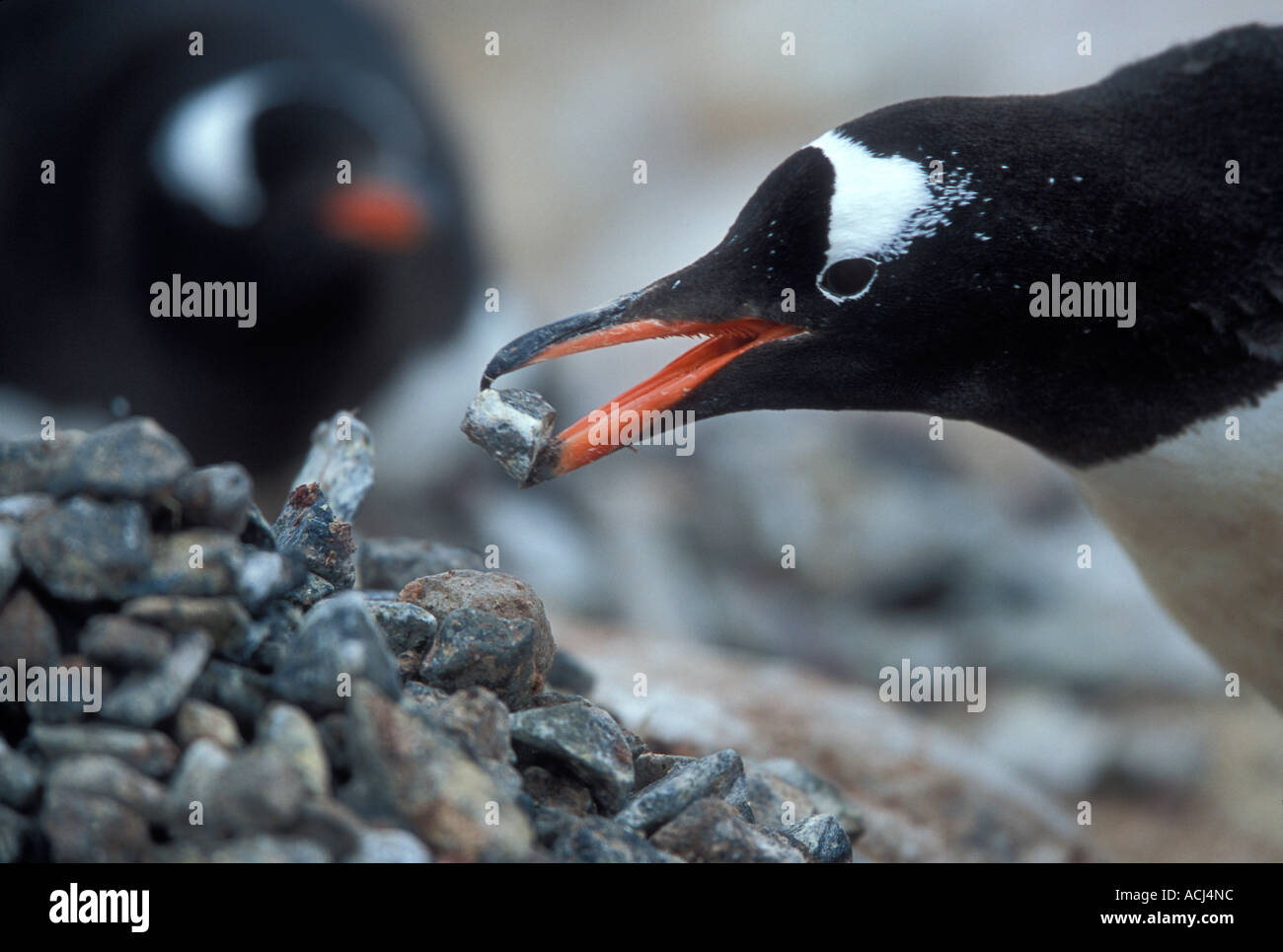 Antarctica Wiencke Island Gentoo Penguin Pygoscelis papua stealing ...