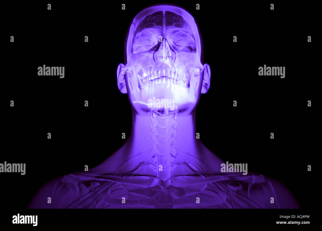 Brain cervical spinal nerves hi-res stock photography and images - Alamy