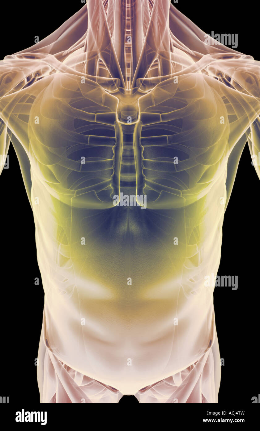 The muscles of the trunk Stock Photo - Alamy