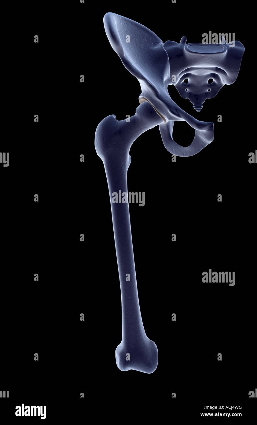Iliac Bone High Resolution Stock Photography and Images - Alamy