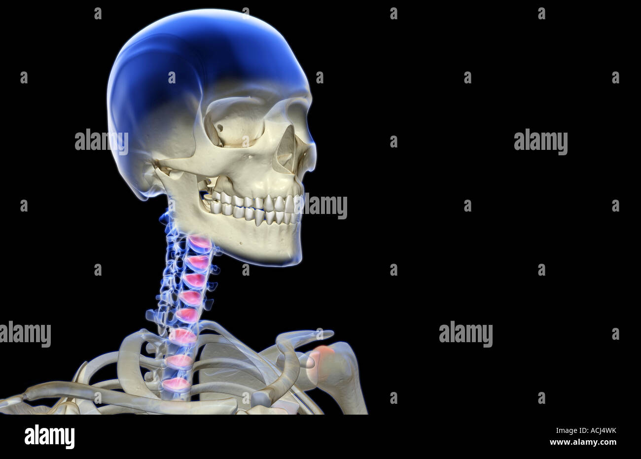 Side View Bones Head Neck High Resolution Stock Photography and Images ...