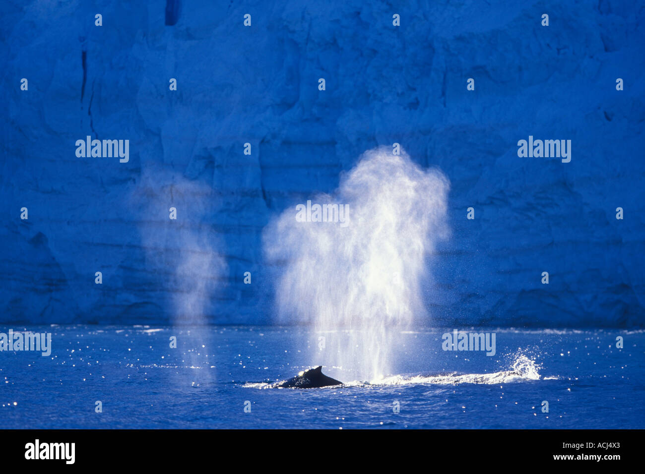 Antarctica Livingston Island Mist from blowing Humpback Whales ...