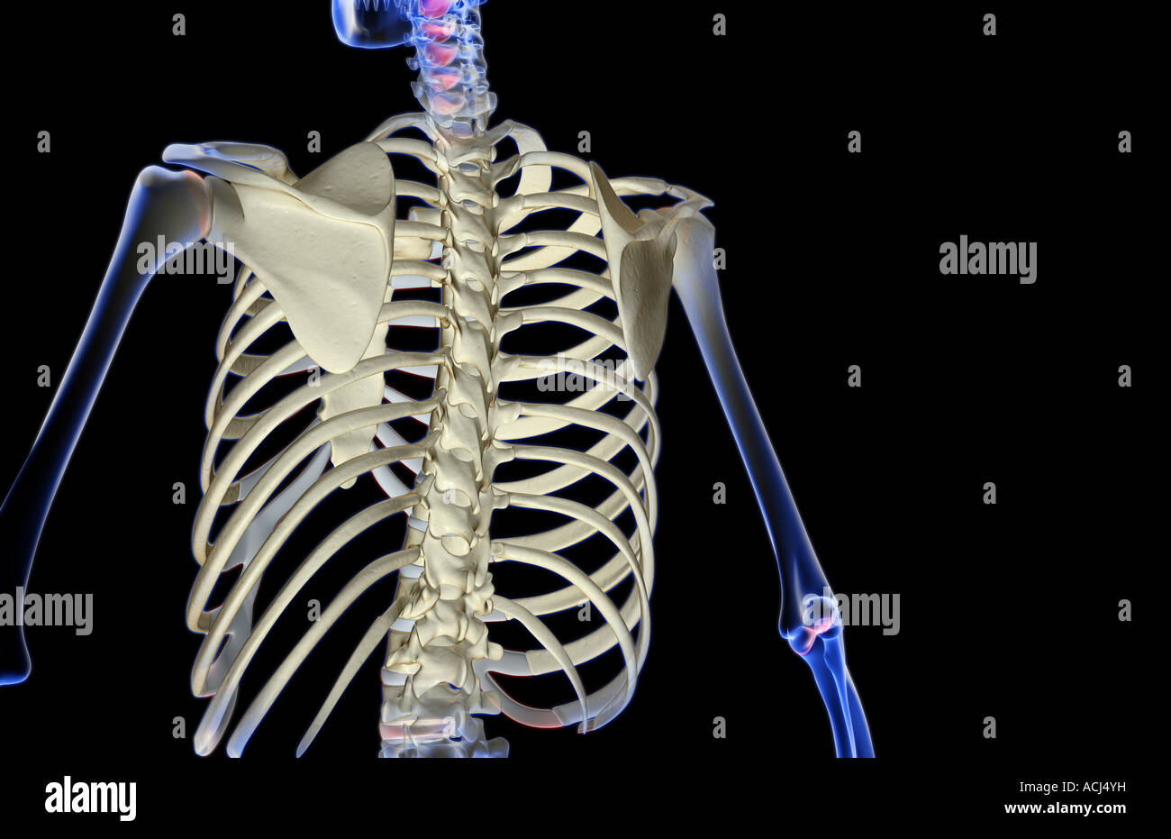 The bones of the upper body Stock Photo - Alamy