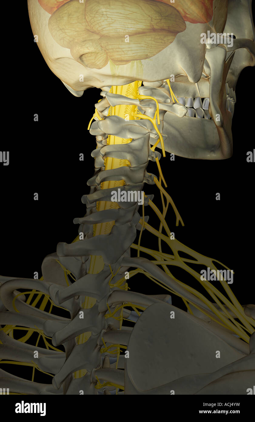 The nerve supply of the neck Stock Photo - Alamy