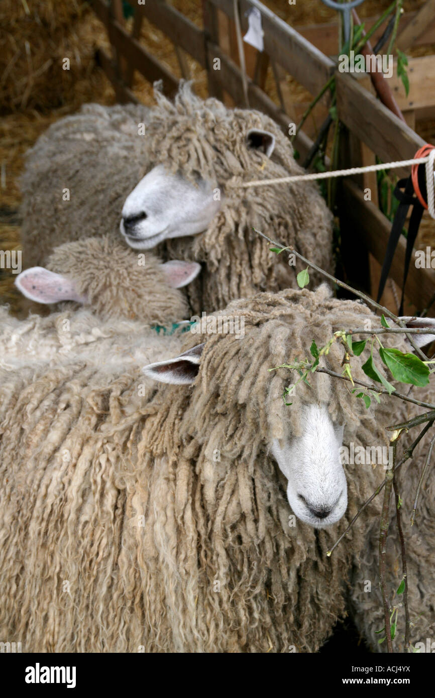 Prize winning sheep hi-res stock photography and images - Alamy