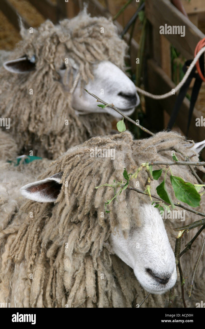 Prize winning sheep hi-res stock photography and images - Alamy