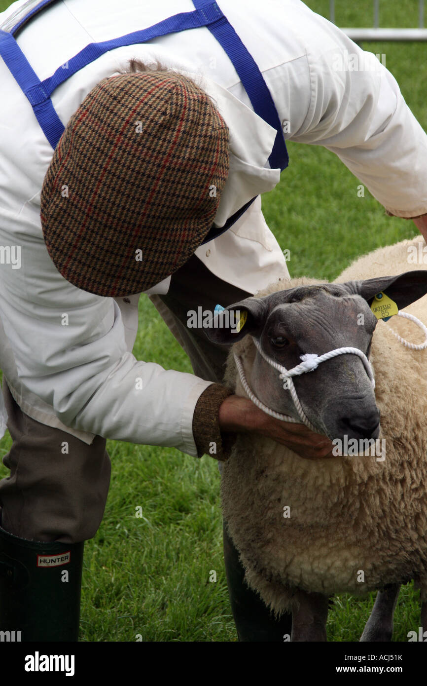 A prizewinning sheep with its keeper at an agricultural show in Suffolk ...