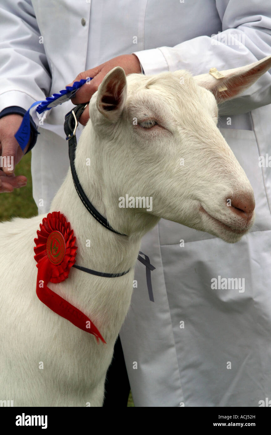 A prizewinning goat with its keeper at an agricultural show in Suffolk ...