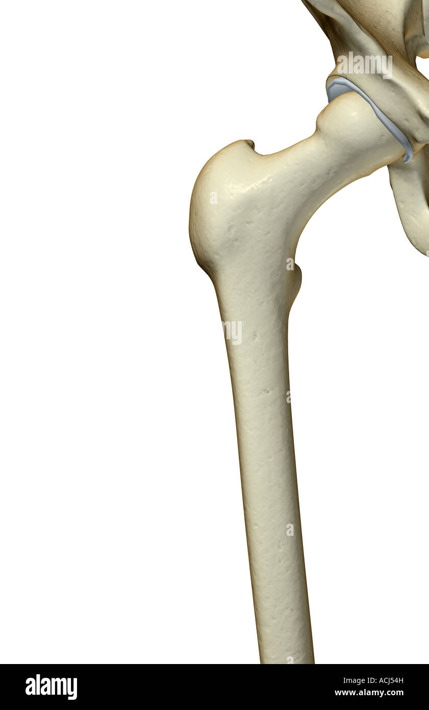 The bones of the hip Stock Photo - Alamy