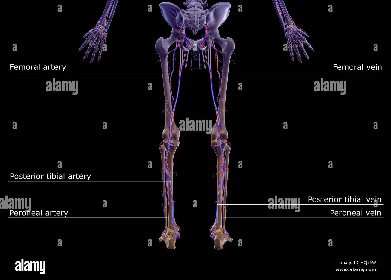 The blood supply of the legs Stock Photo - Alamy
