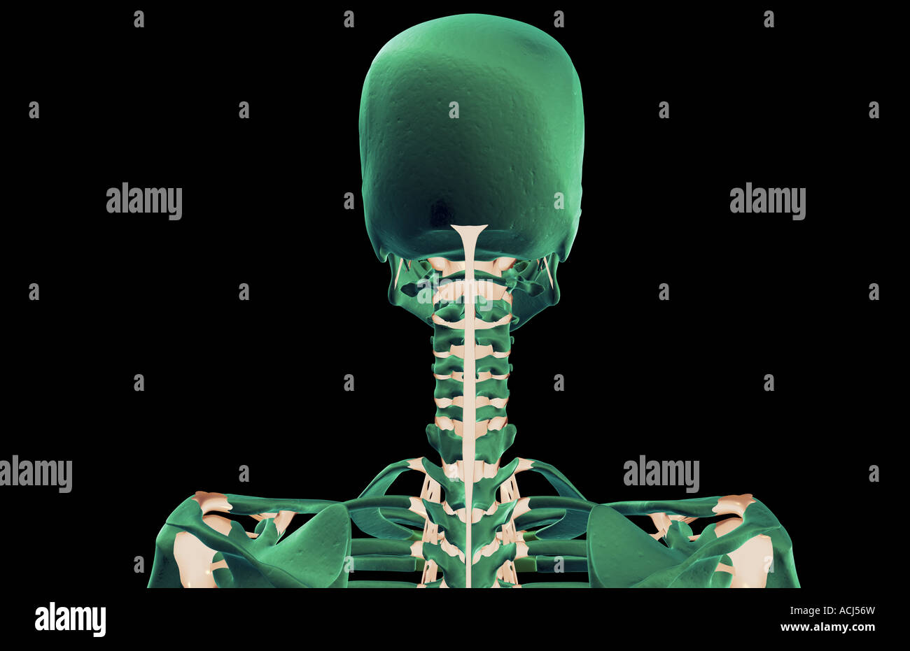 The ligaments of the head and neck Stock Photo - Alamy