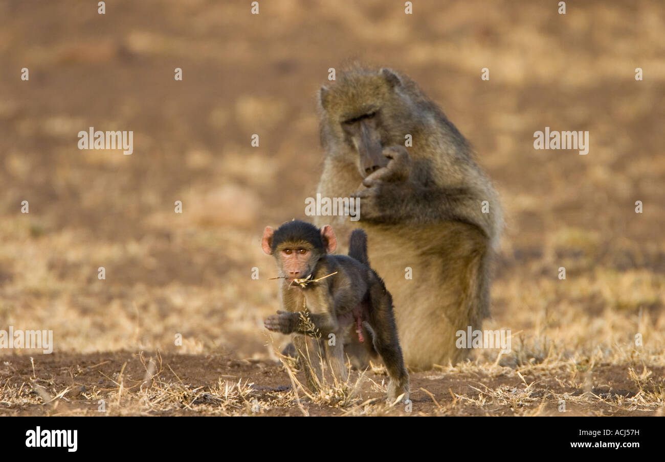 baboon with baby Stock Photo - Alamy