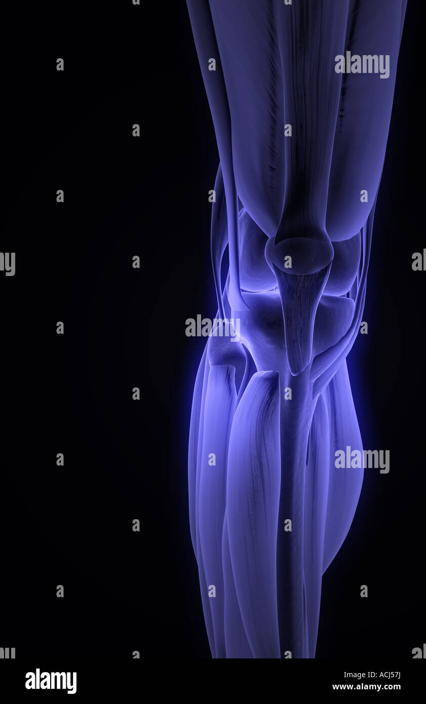 The muscles of the knee Stock Photo - Alamy