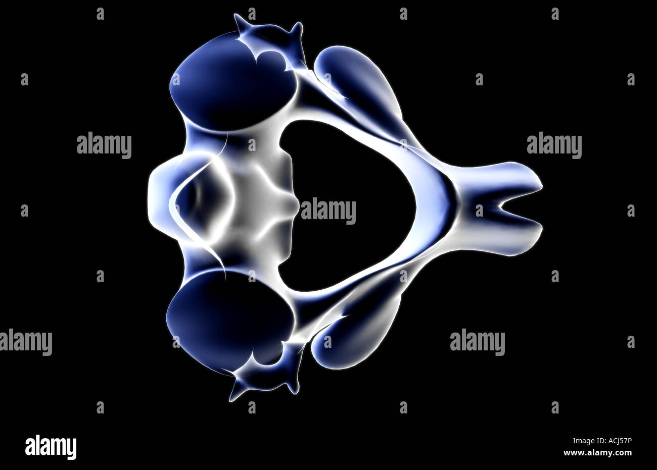 The axis bone Stock Photo - Alamy