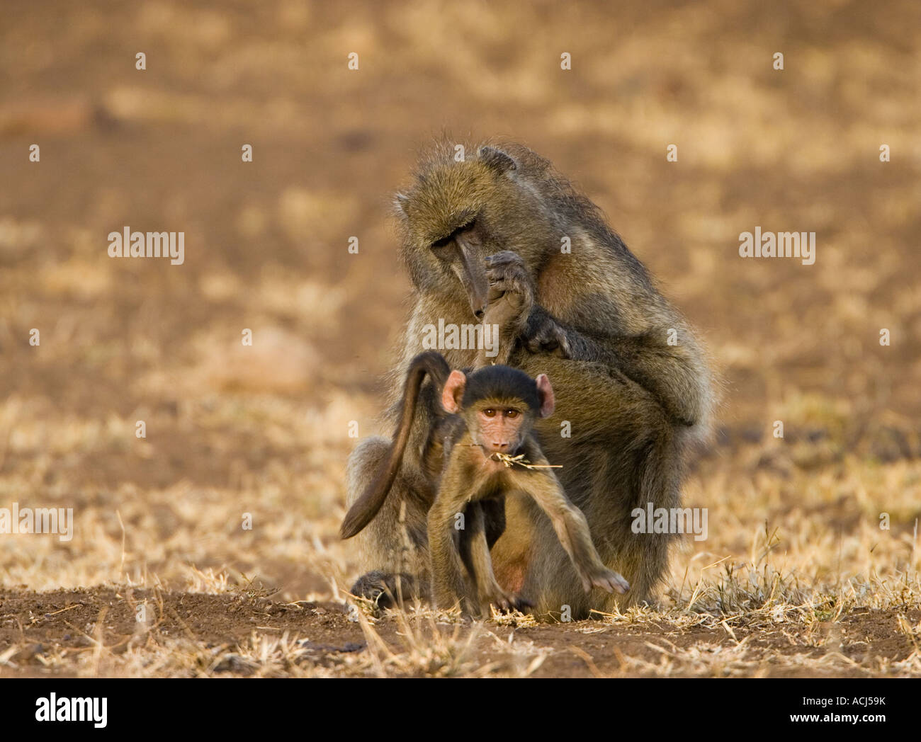 baboon with baby Stock Photo - Alamy