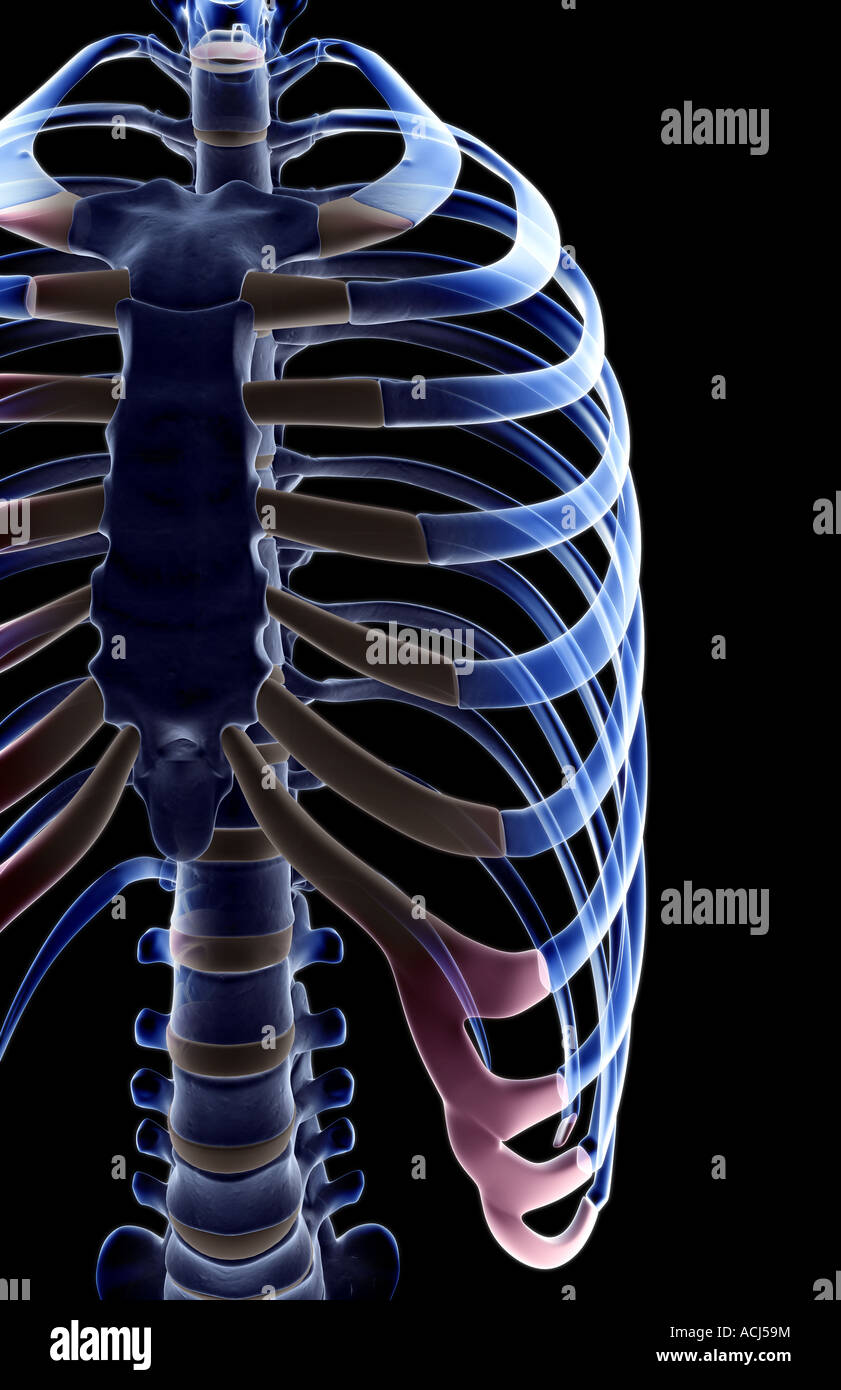 Xiphoid process hi-res stock photography and images - Alamy