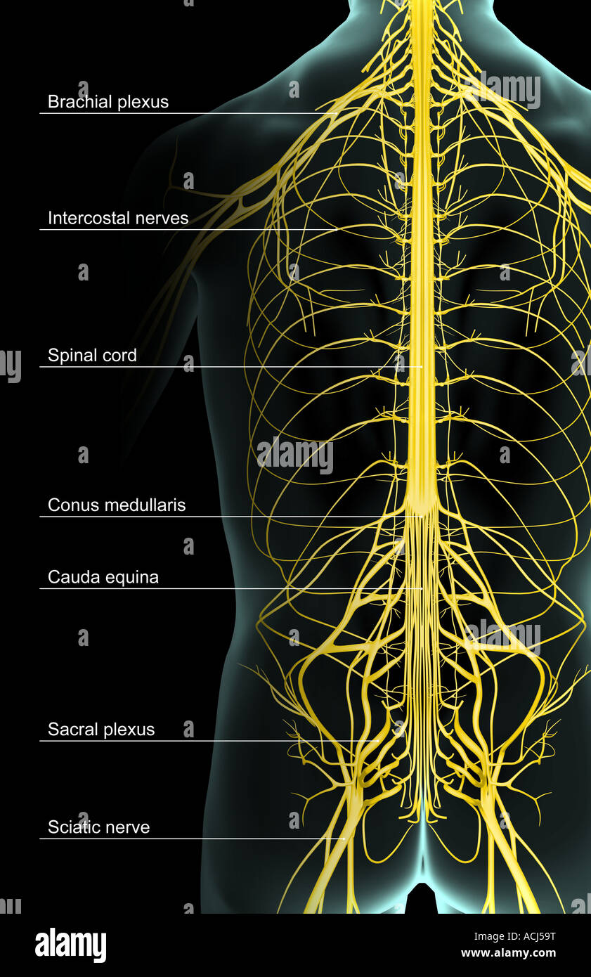 Intercostal Nerve Anatomy