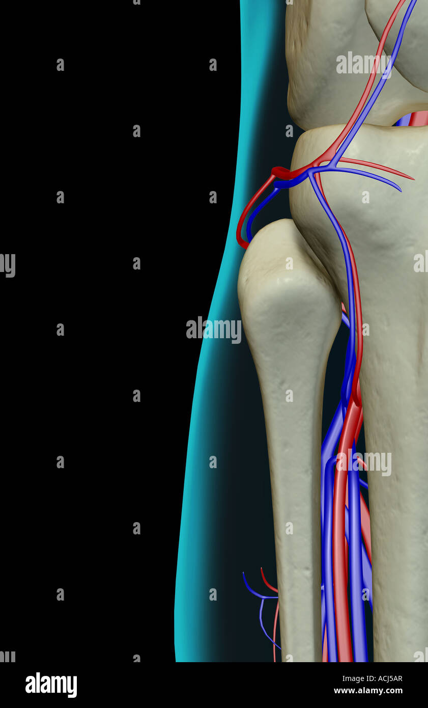 Inferior lateral genicular hi-res stock photography and images - Alamy