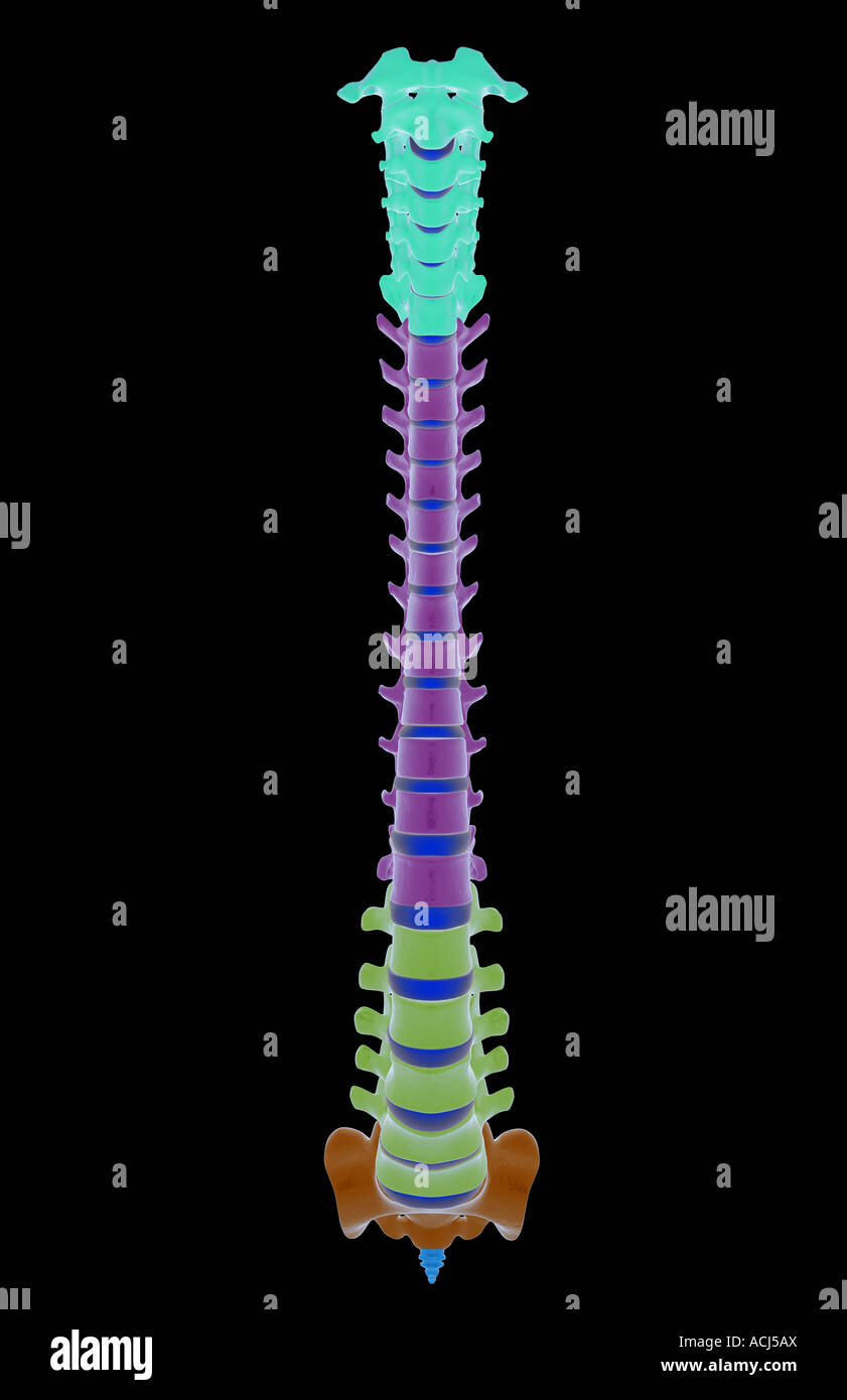 The vertebral column Stock Photo - Alamy