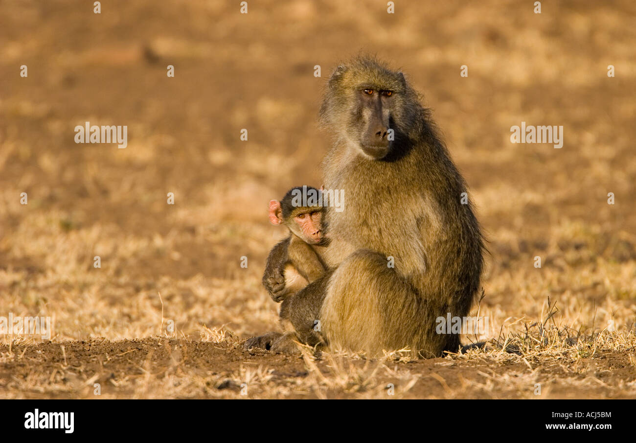 baboon with baby Stock Photo - Alamy