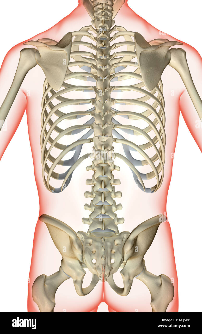 The bones of the trunk Stock Photo - Alamy