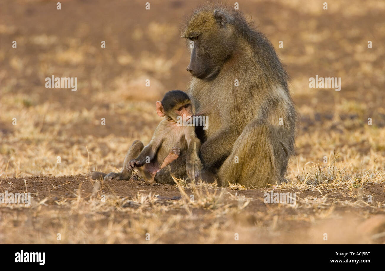 baboon with baby Stock Photo - Alamy