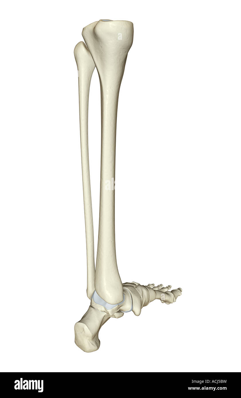 The bones of the leg Stock Photo - Alamy