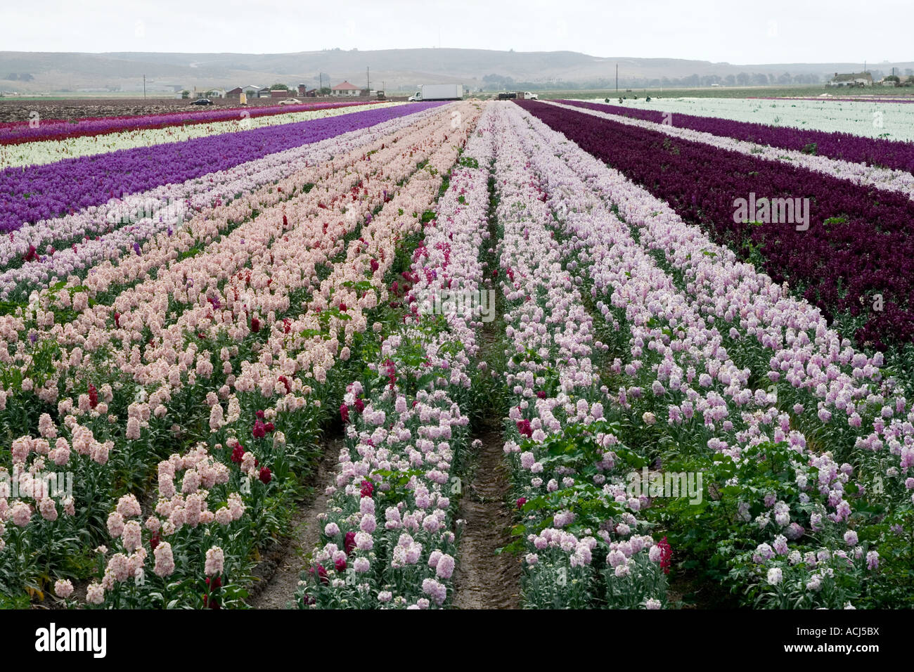 Flower fields in Lompoc Stock Photo - Alamy