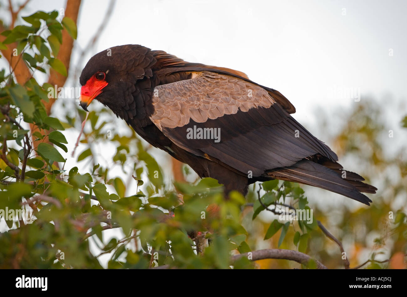 Eagle eating snake hi-res stock photography and images - Alamy
