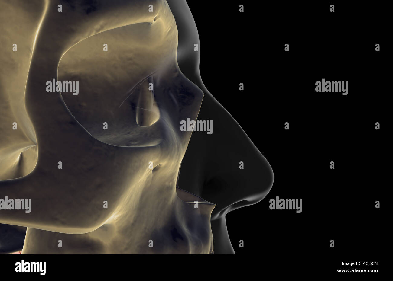 The bones of the face Stock Photo - Alamy